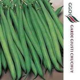 Poroto Chaucha AMBASSADOR Rollizo Enano Verde, ARG-AGRO Semilleria ...